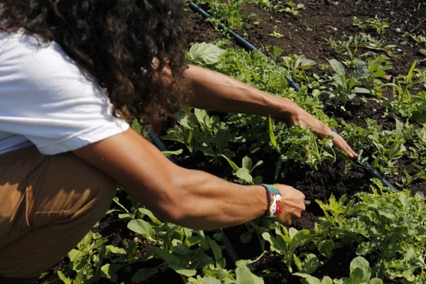 Chicago Food Policy Action Council applauds Cook County adoption of ...